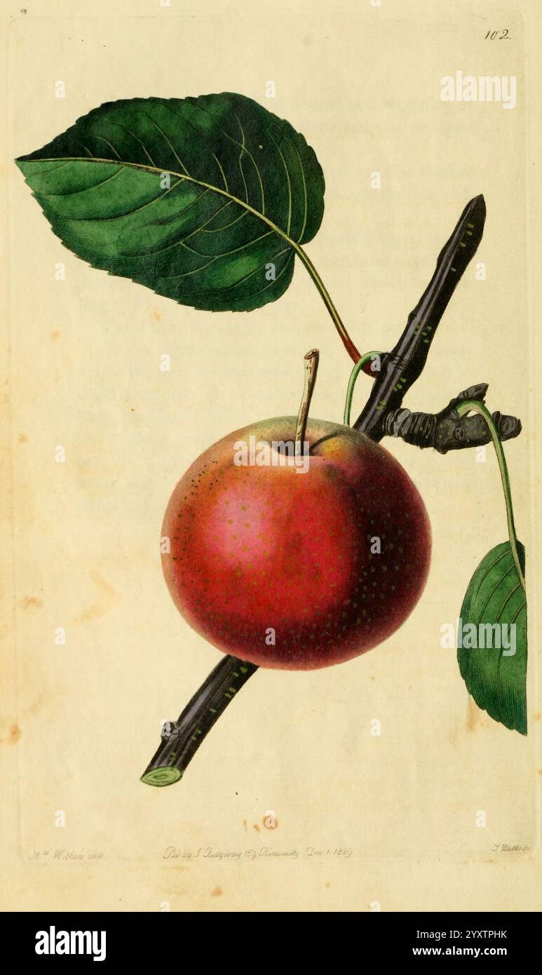 Apples rounded shape hi-res stock photography and images - Alamy