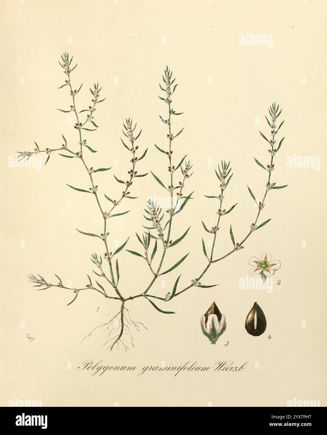 Slender knotweed hi-res stock photography and images - Alamy