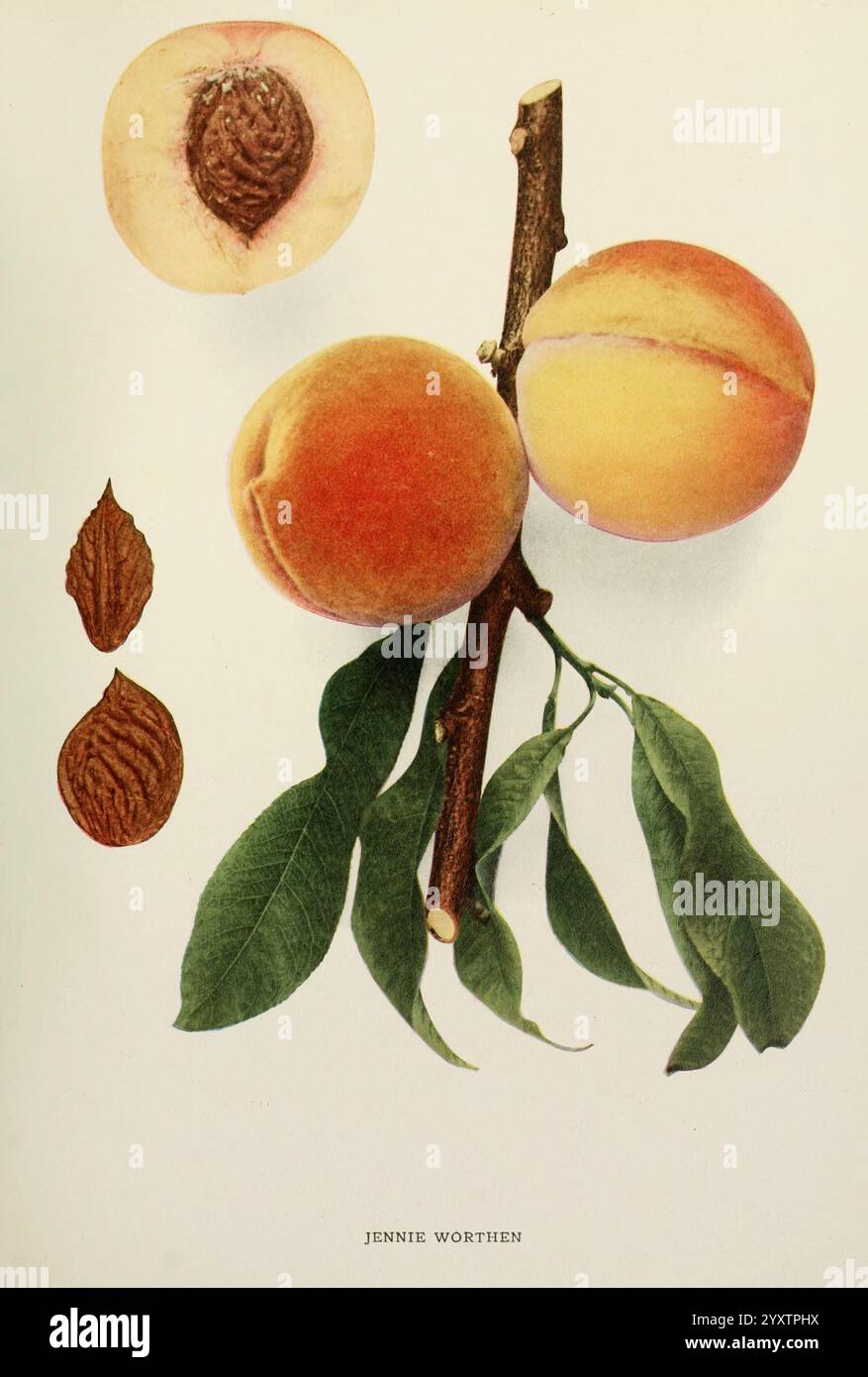 Peachs lifecycle hi-res stock photography and images - Alamy