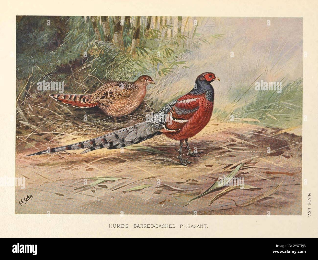 A monograph of the pheasants, London, England, Published under the ...