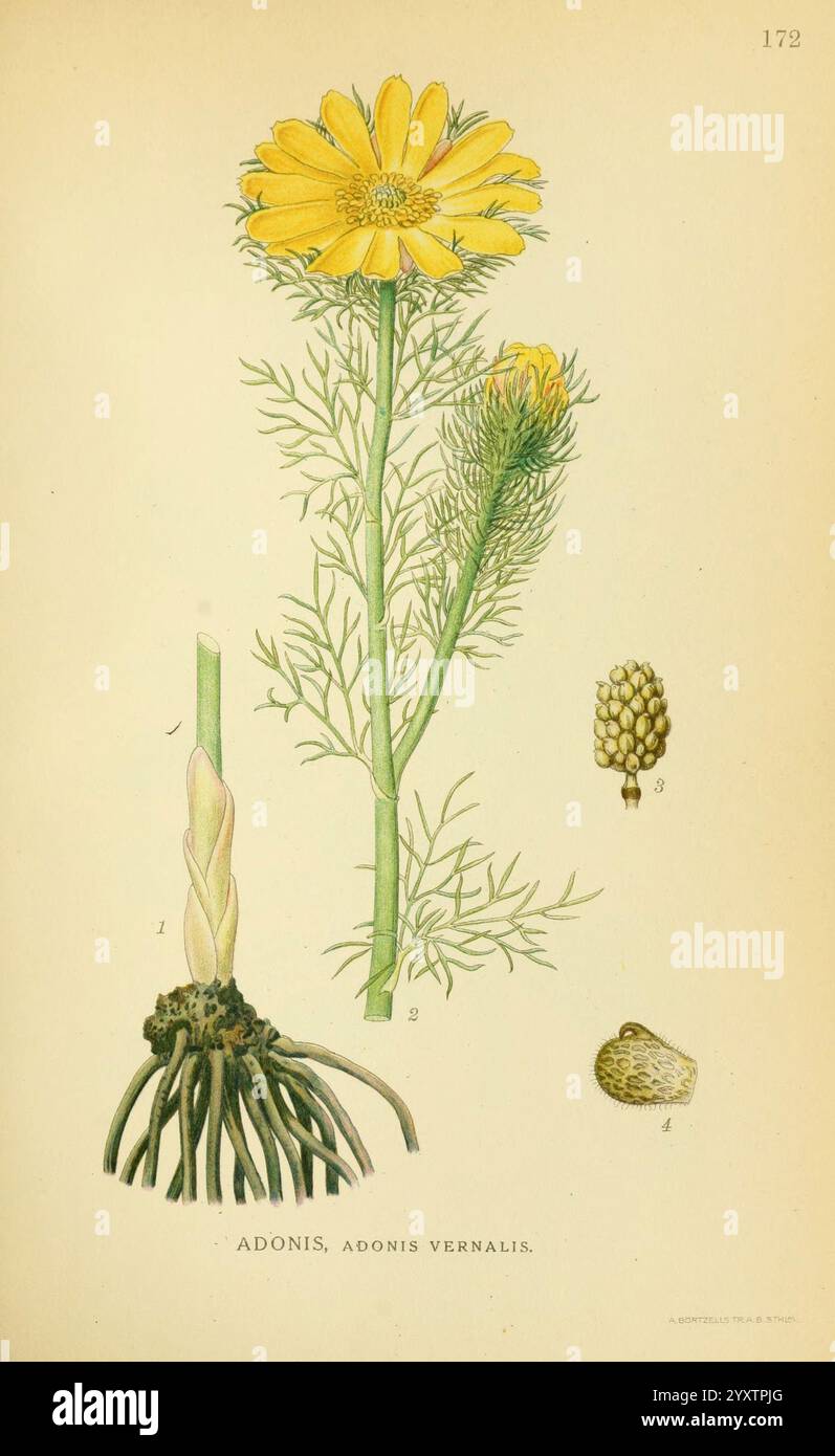 Billeder af nordens flora. v.1 København, G.E.C. Gad's forlag, 1917 ...