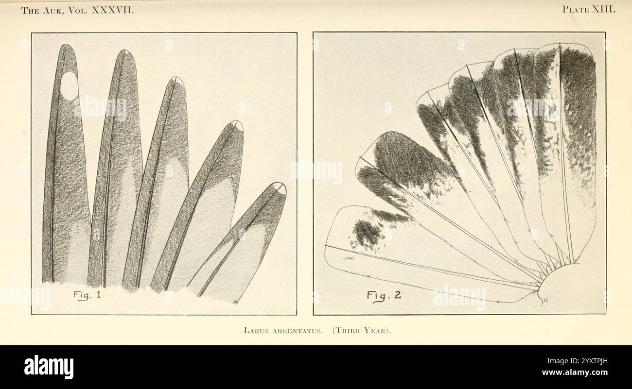 The Auk Washington D.C. American Ornithologists' Union etc. 1884- birds ...