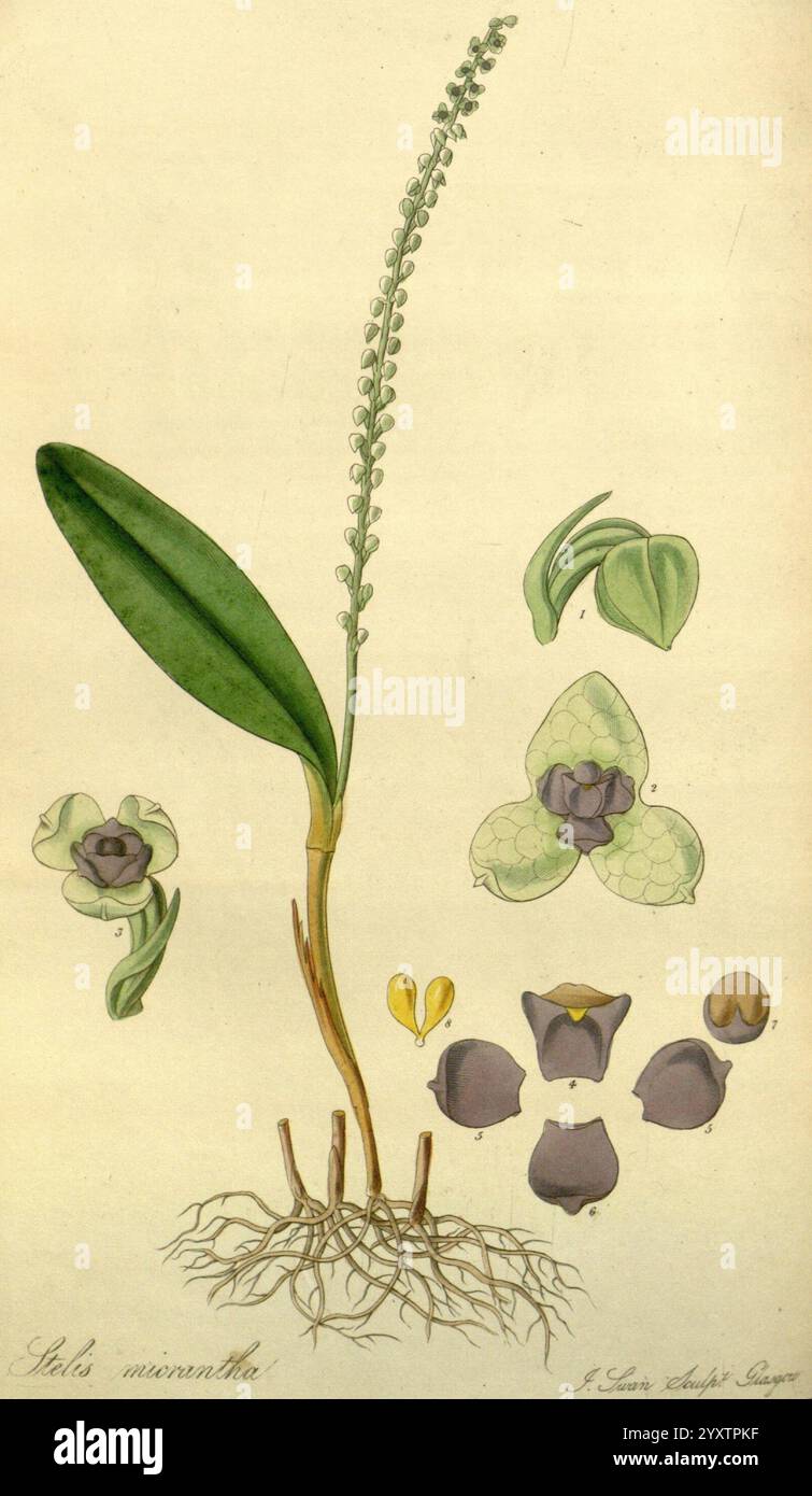 Plant stelis miriamiana hi-res stock photography and images - Alamy