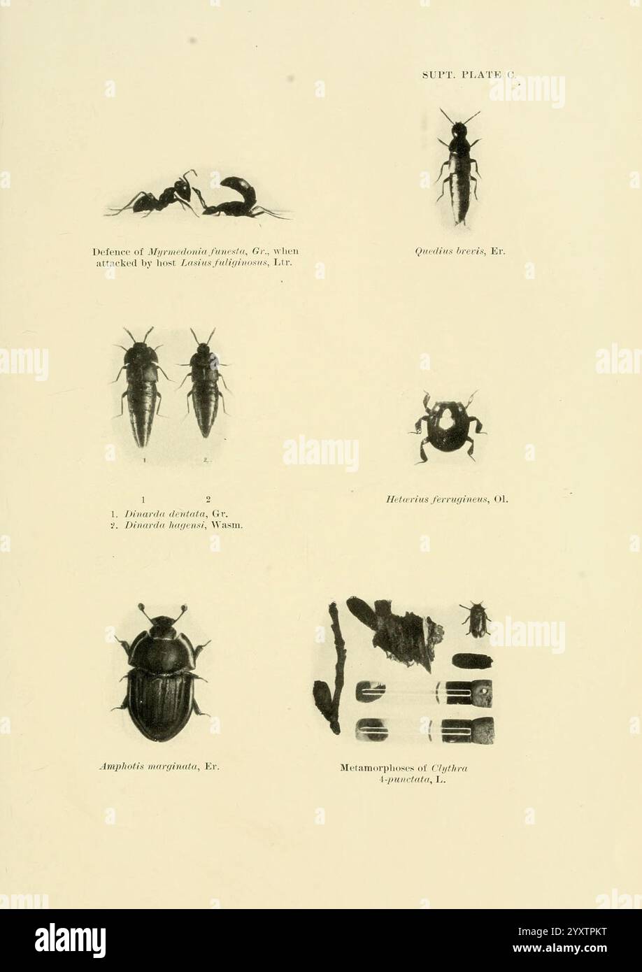 The Coleoptera of the British Islands, London, L. Reeve & Co, 1887-1913 ...