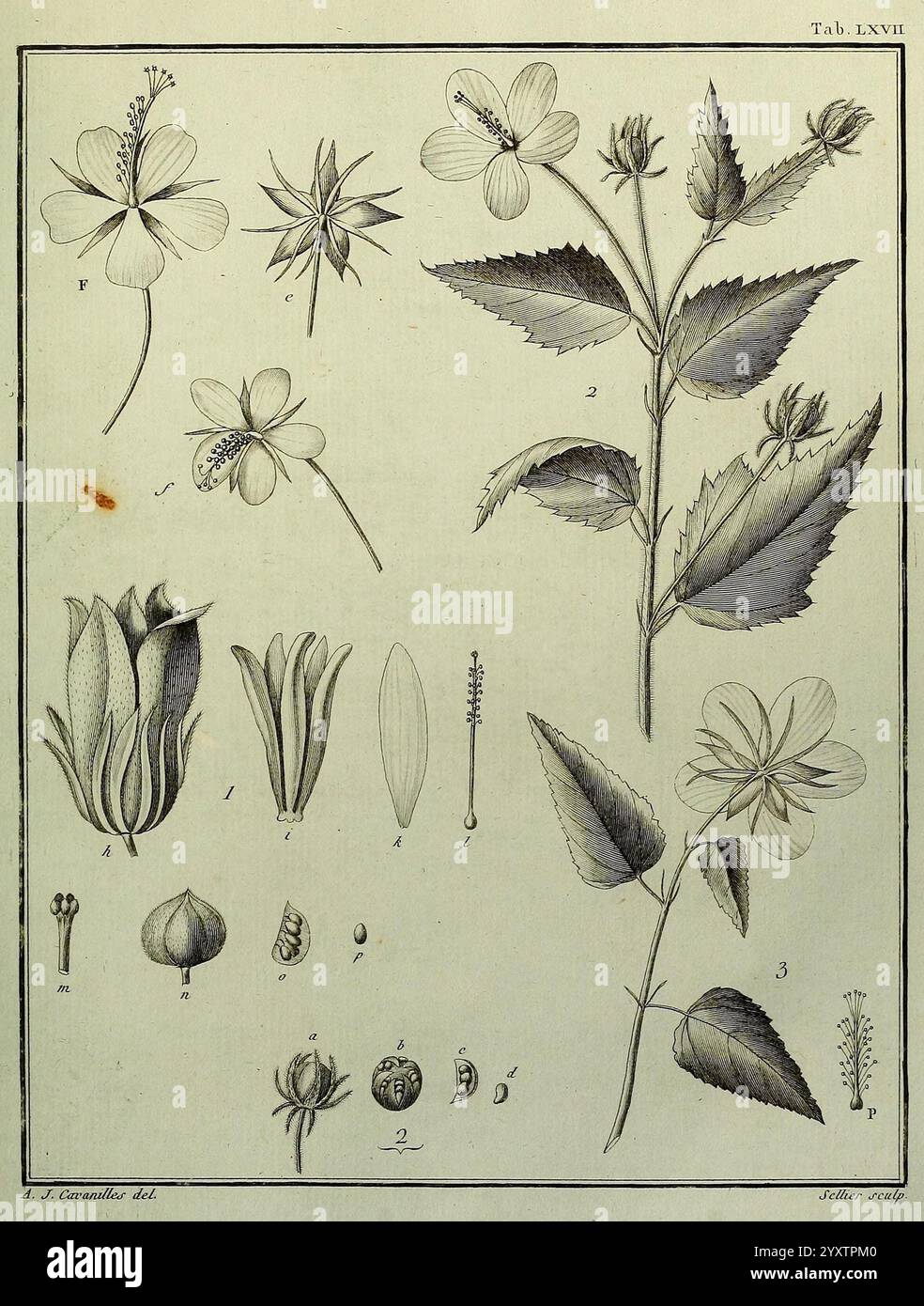 Depicted alongside various seed forms hi-res stock photography and ...