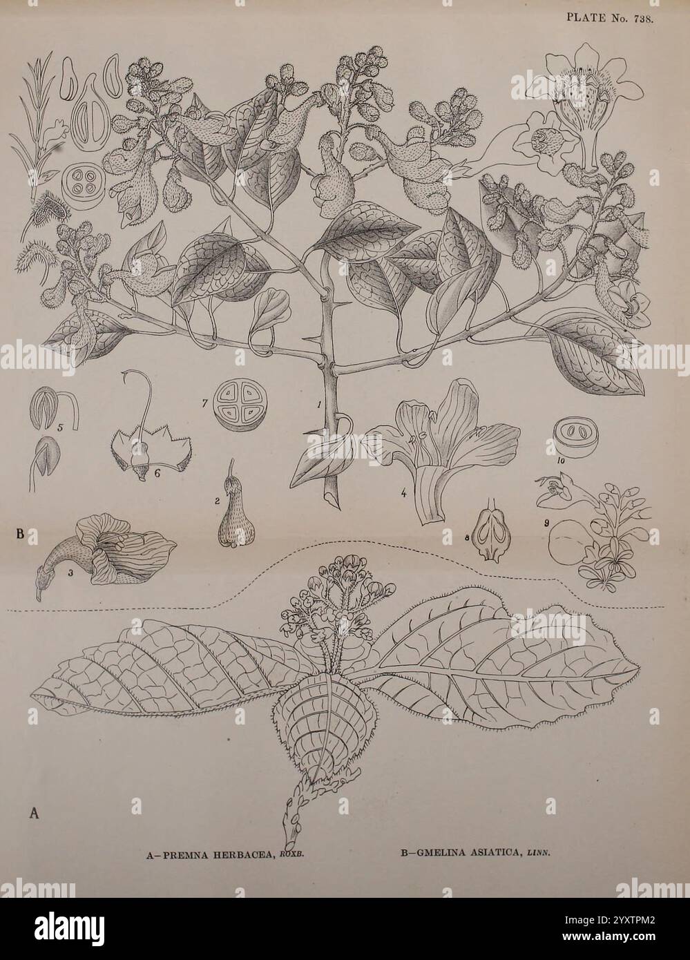 Indian medicinal plants Bahadurganj India Sudhindra Nath Basu Pâninî ...
