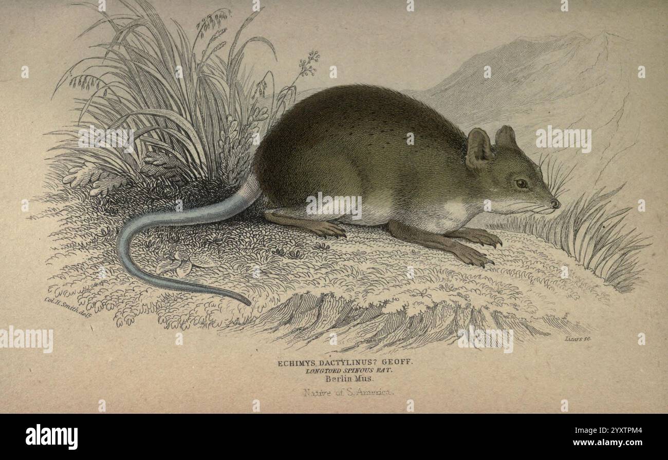 Lizars 1833 rat mammals mammalia hi-res stock photography and images ...