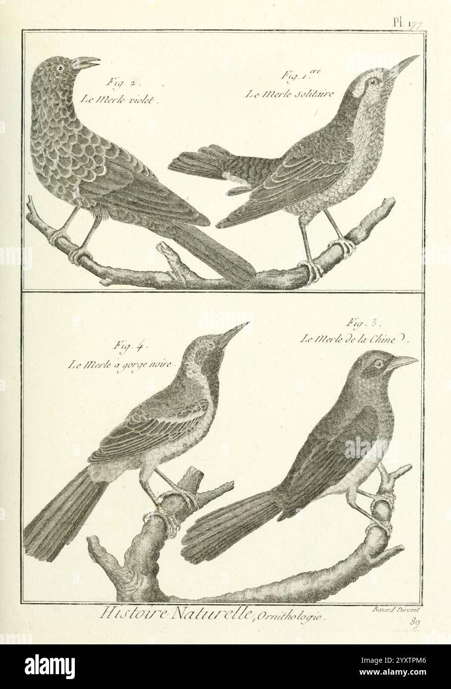 Upper section showcases graceful birds hi-res stock photography and ...