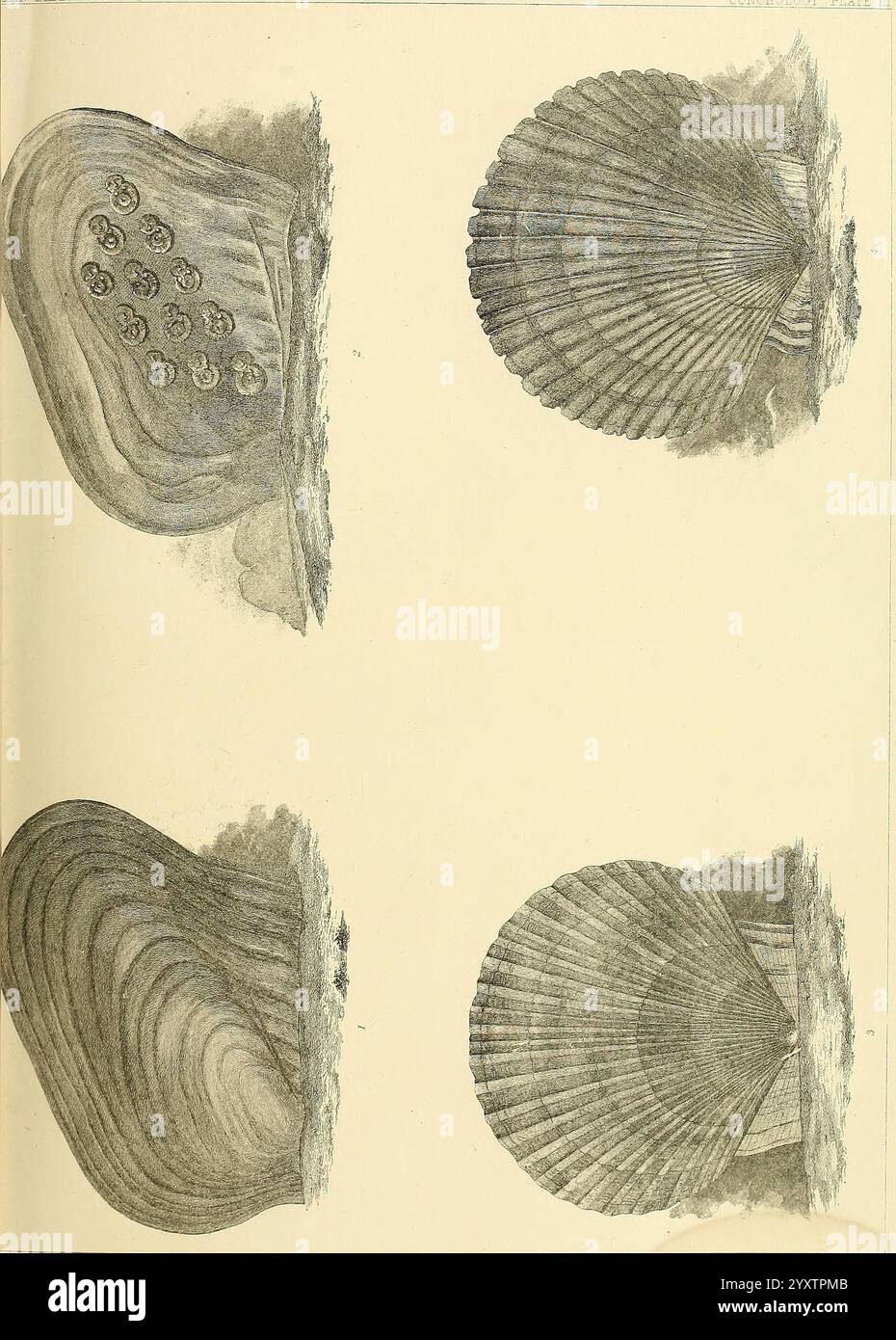 Narrative of the expedition of an American squadron to the China Seas ...