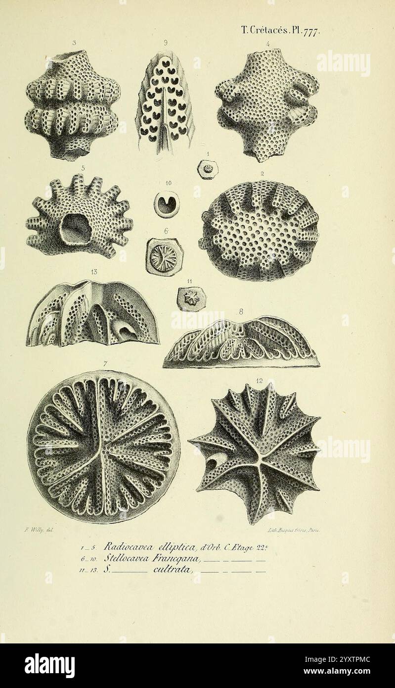 Exhibits unique structural patterns hi-res stock photography and images ...