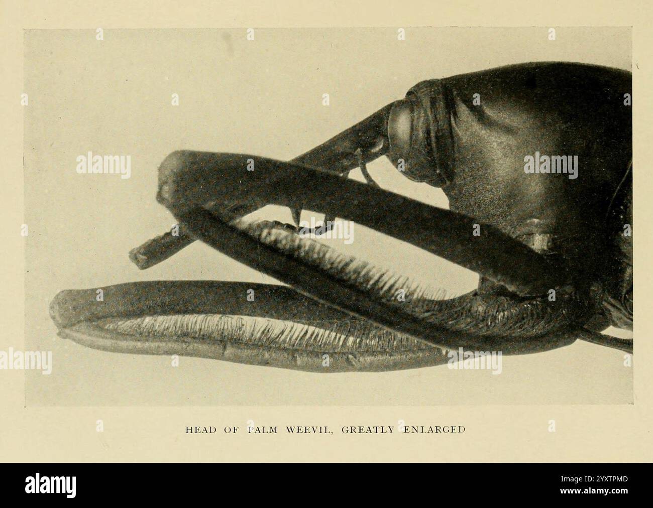 Large curved mandibles hi-res stock photography and images - Alamy