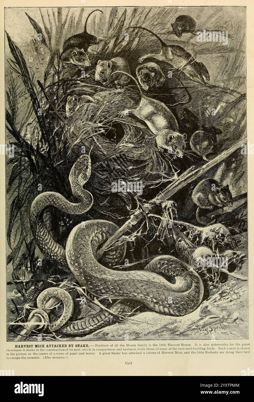 Startled mice hi-res stock photography and images - Alamy