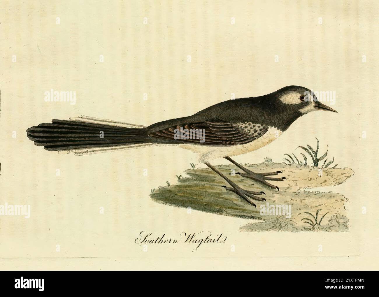 A general history of birds. v.6 Winchester Printed by Jacob and Johnson ...