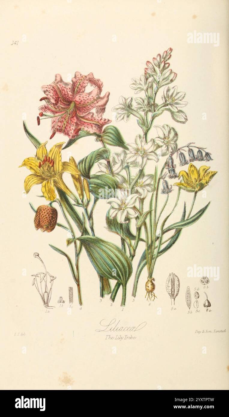 Illustrations of the Natural Orders of Plants with Groups and ...