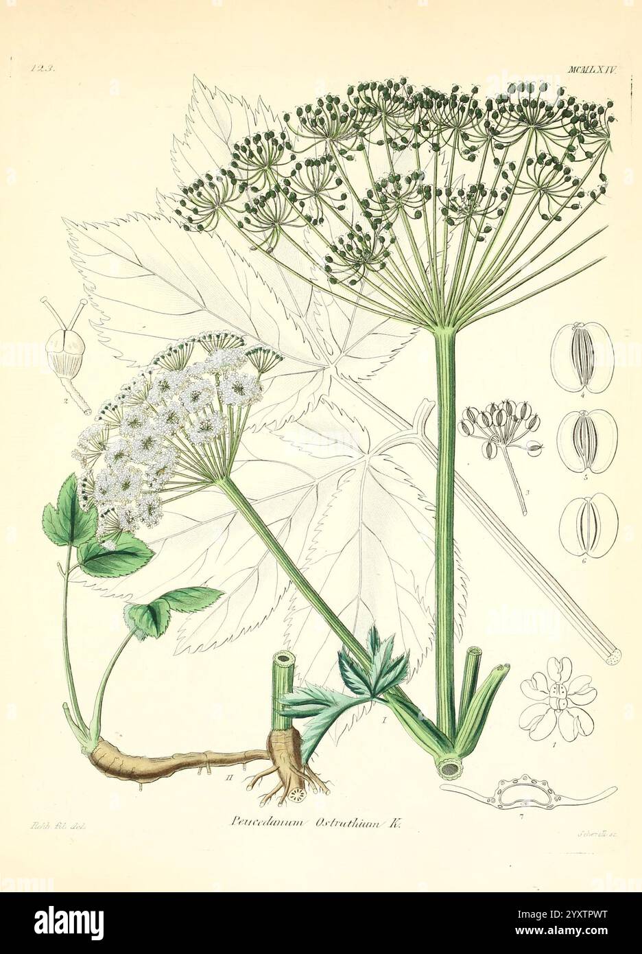 Plant species pseudodaucus ostruthium hi-res stock photography and ...