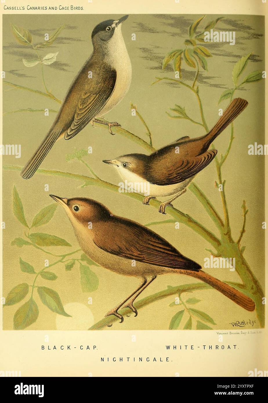 Prominent white throat contrasted hi-res stock photography and images ...