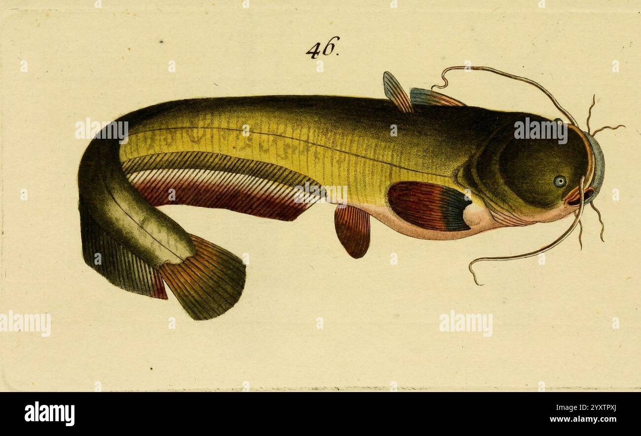 Abbildung, und, Beschreibung, der, Fische, Nürnberg, Samuel ...