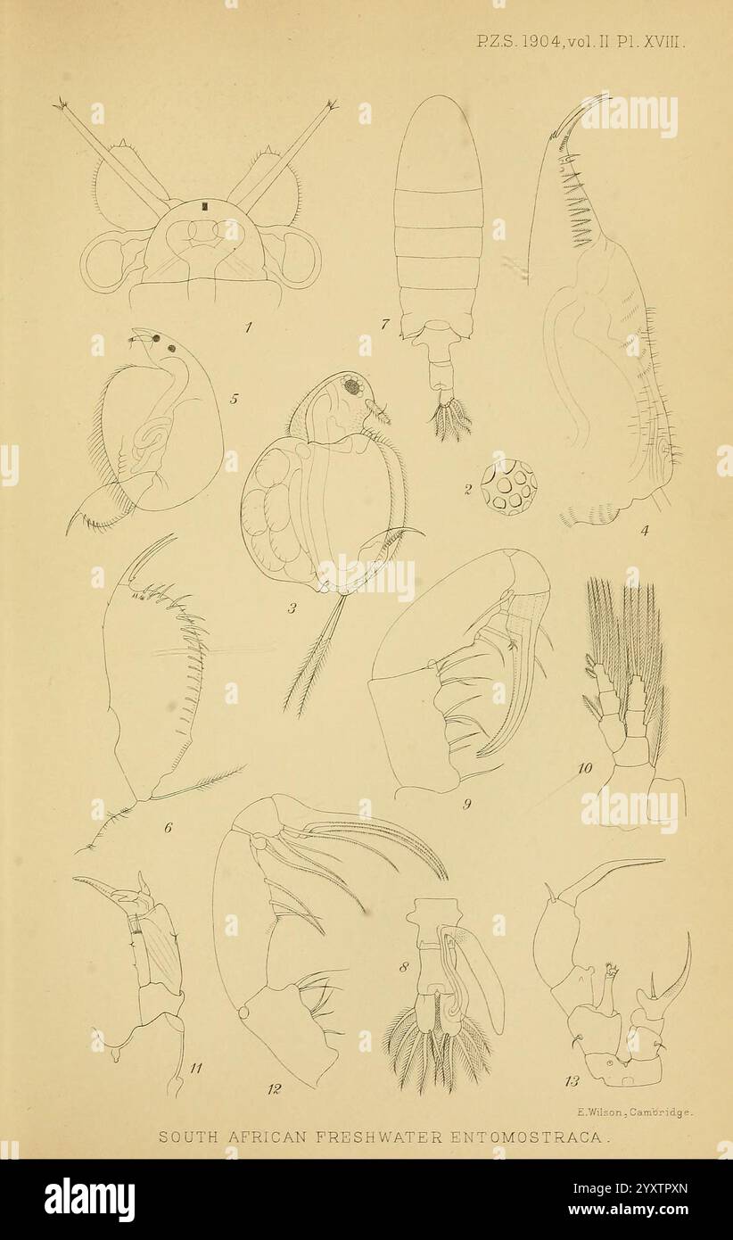 Distinctive body structures hi-res stock photography and images - Alamy