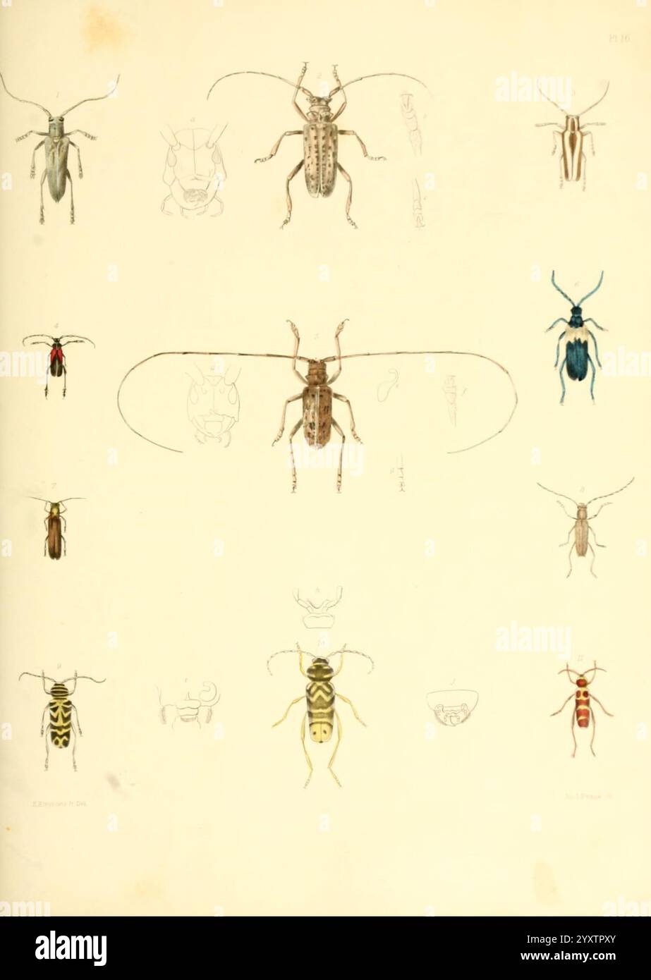 Natural History of New York Albany, 1842-1894, agriculture, botany ...