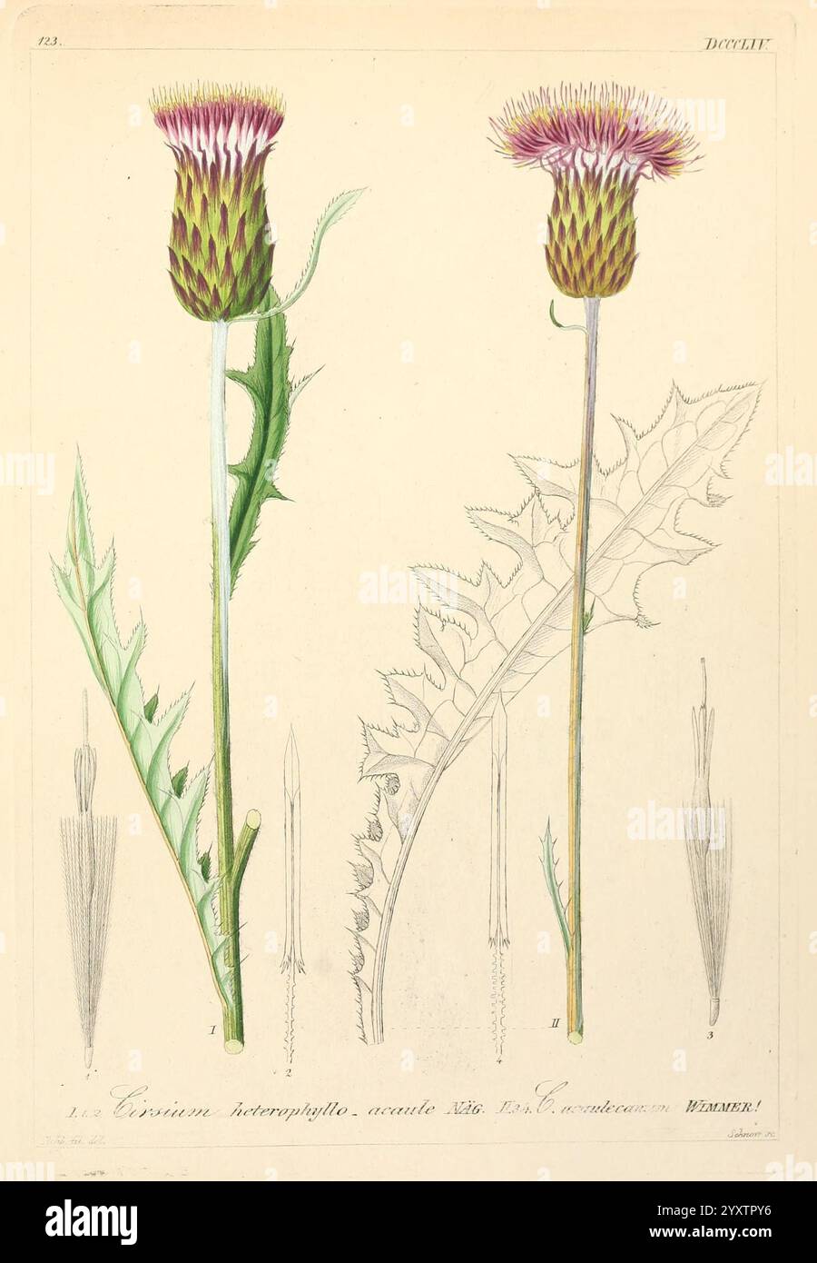 Two distinct thistle plants hi-res stock photography and images - Alamy