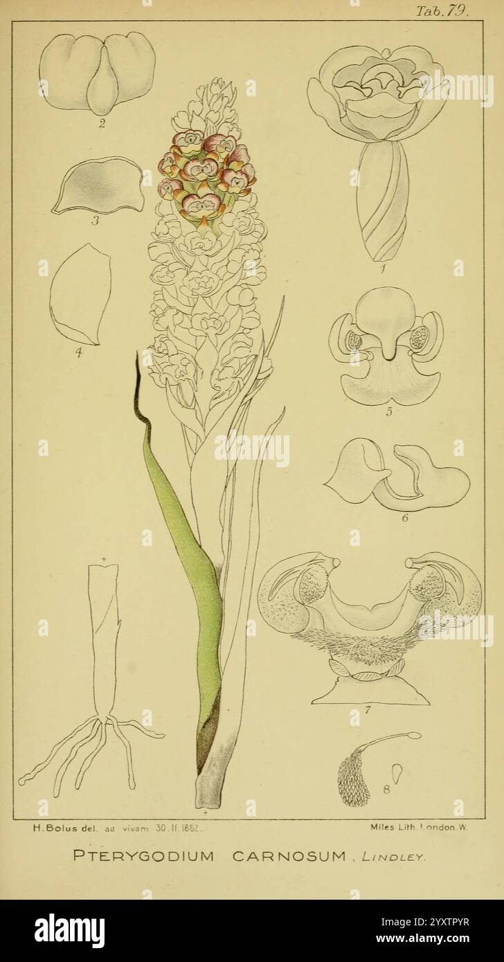 Plant species pterygodium carnosum hi-res stock photography and images ...