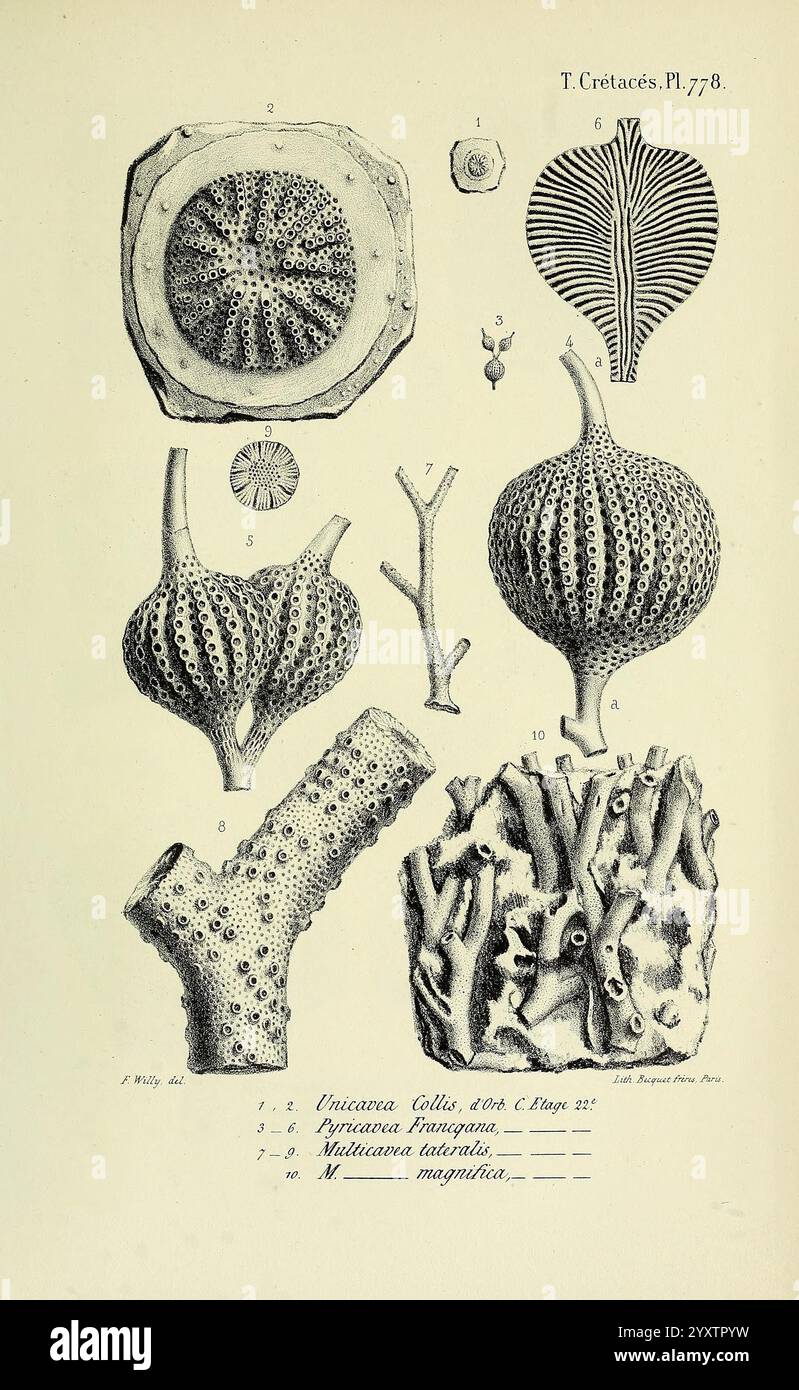 Smaller fossils hi-res stock photography and images - Alamy