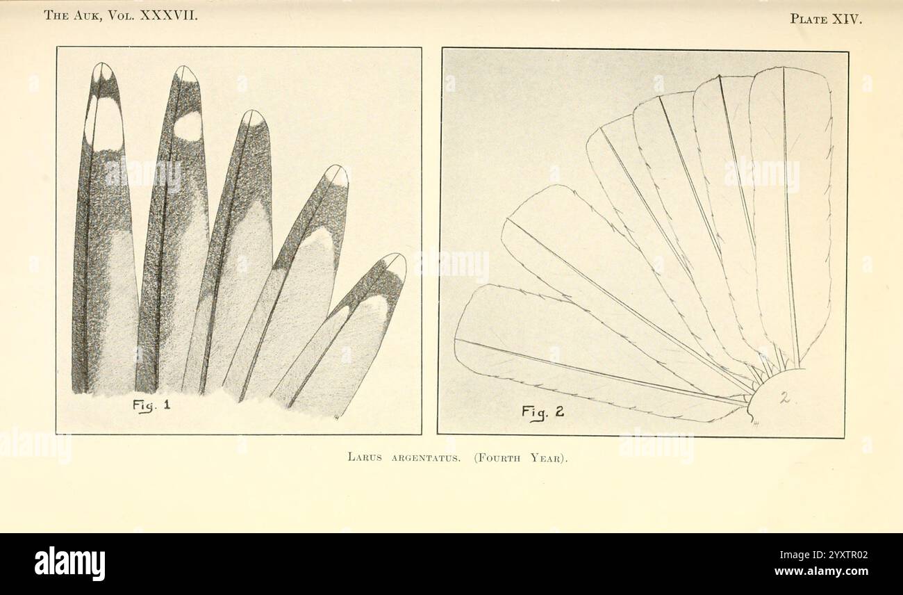 Illustration showcases two detailed diagrams focused hi-res stock ...