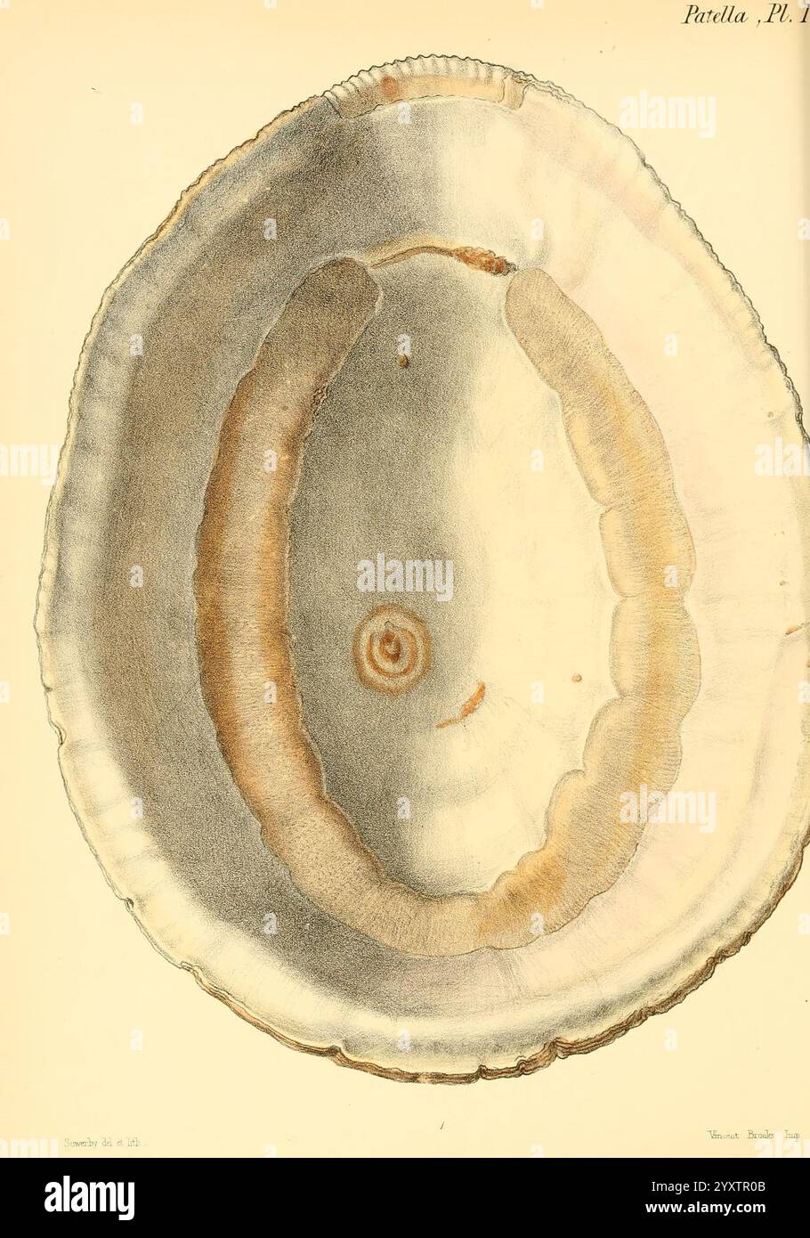 Conchologia Iconica, or Illustrations of the Shells of Molluscous ...