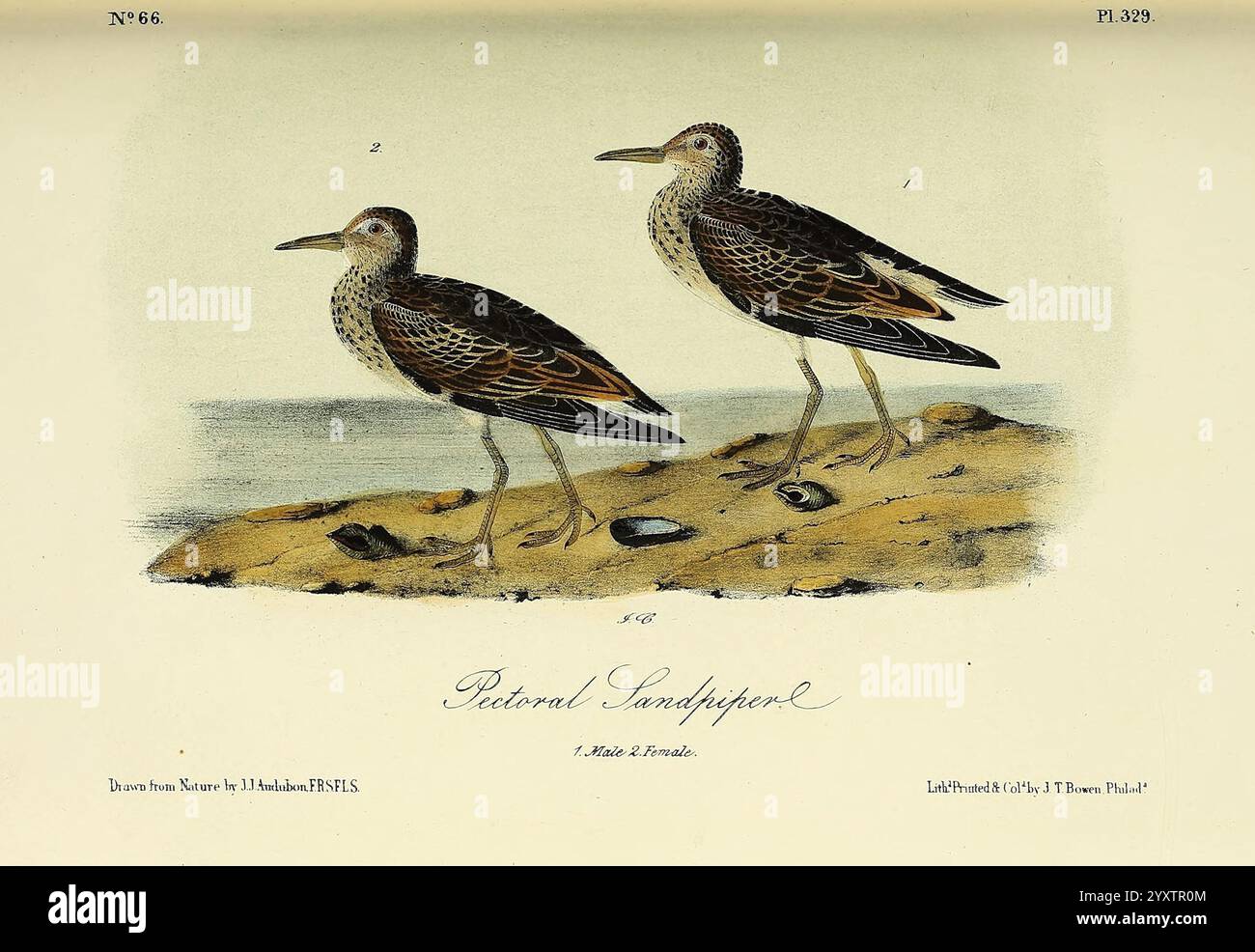 The Birds of America, New York, G.R. Lockwood, 1871, c1839, birds ...