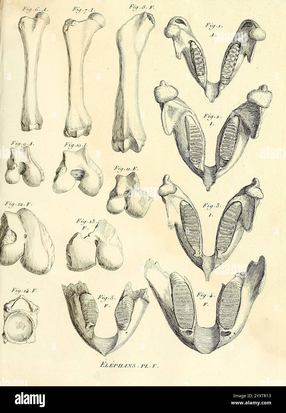 Detailed renderings of different bone structures hi-res stock ...
