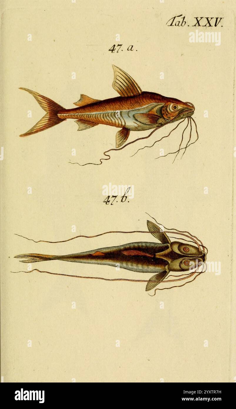 Abbildung, und, Beschreibung, der, Fische, Nürnberg, Samuel ...