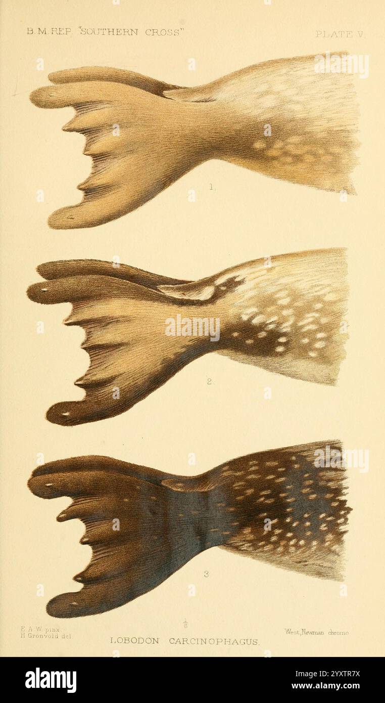 Flipper morphology hi-res stock photography and images - Alamy