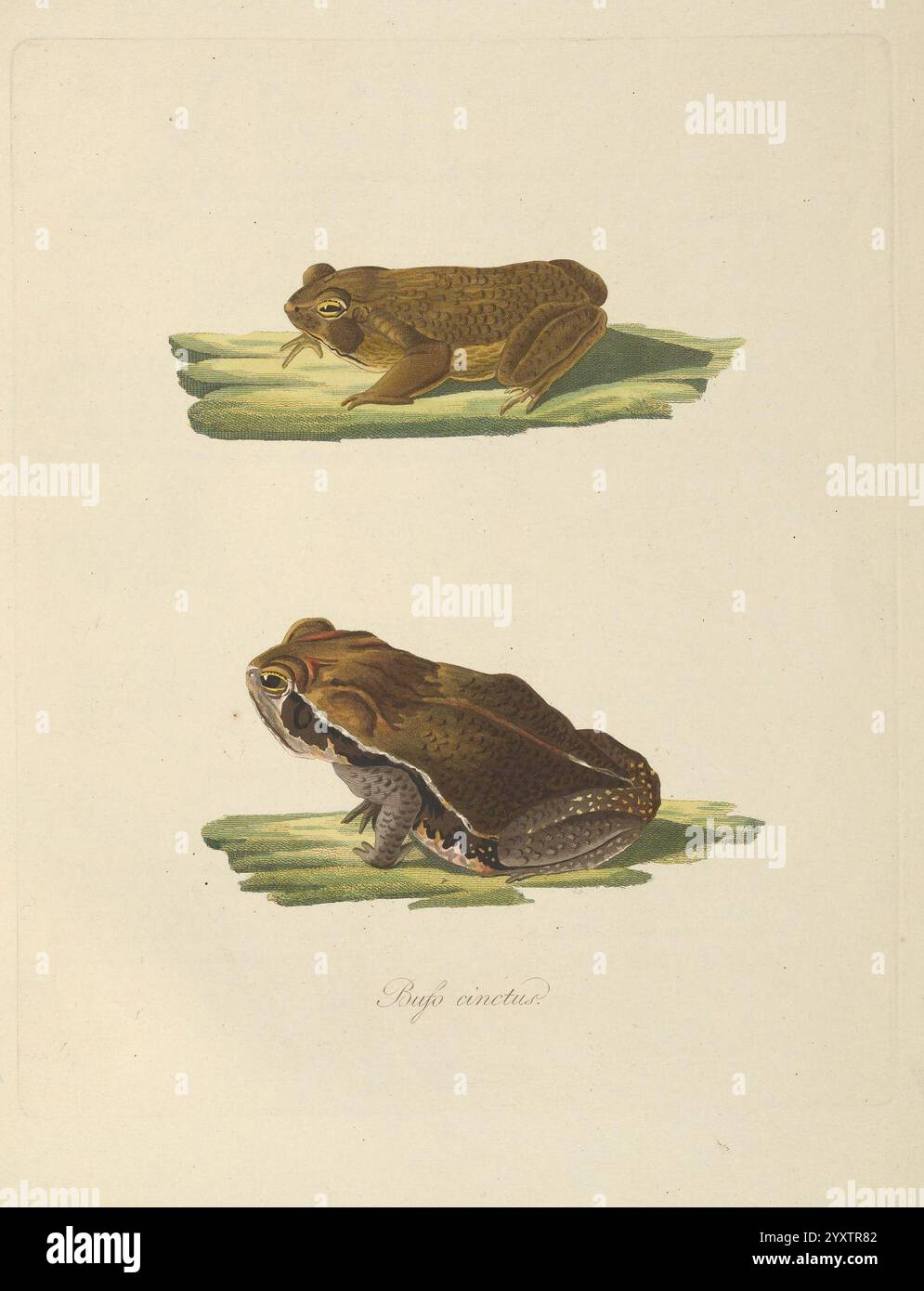 Lower frog displays hi-res stock photography and images - Alamy