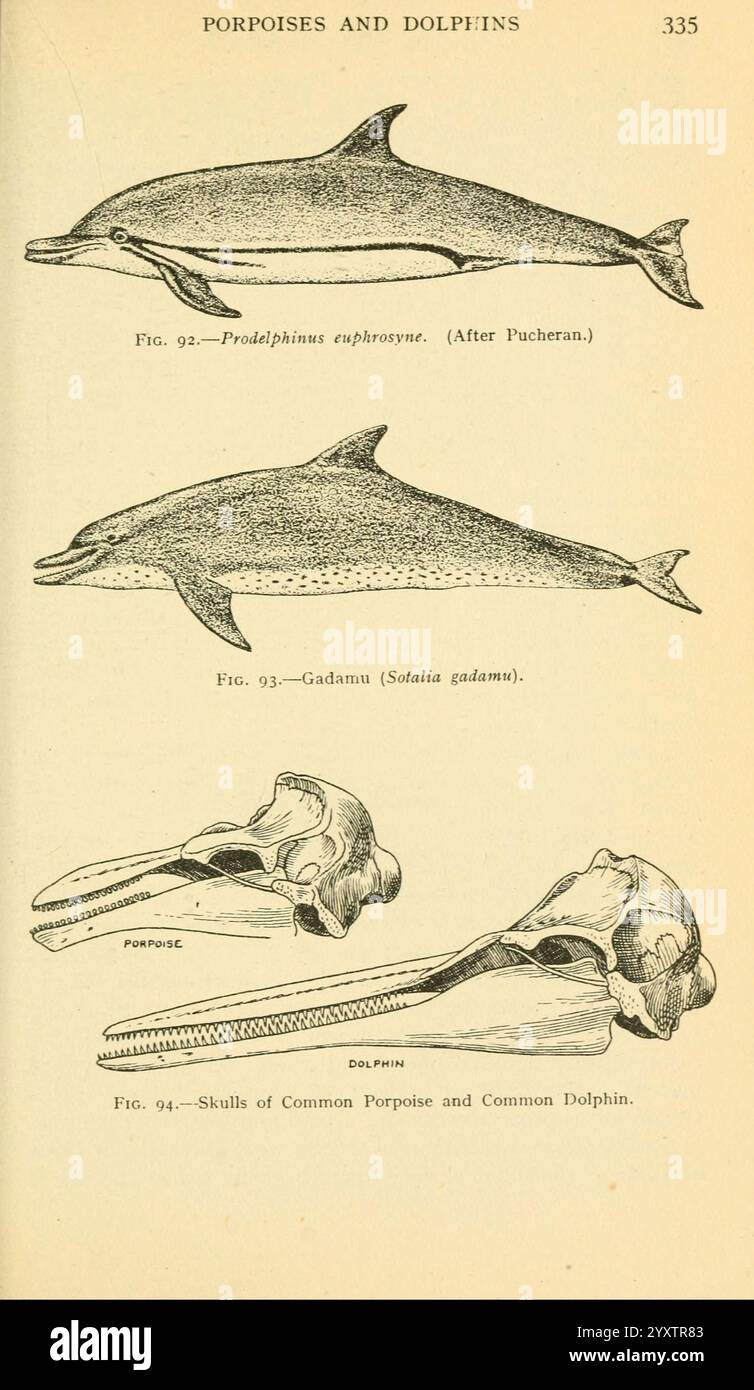 Field book of giant fishes, New York, G. P. 1949, whales, Woodshole ...