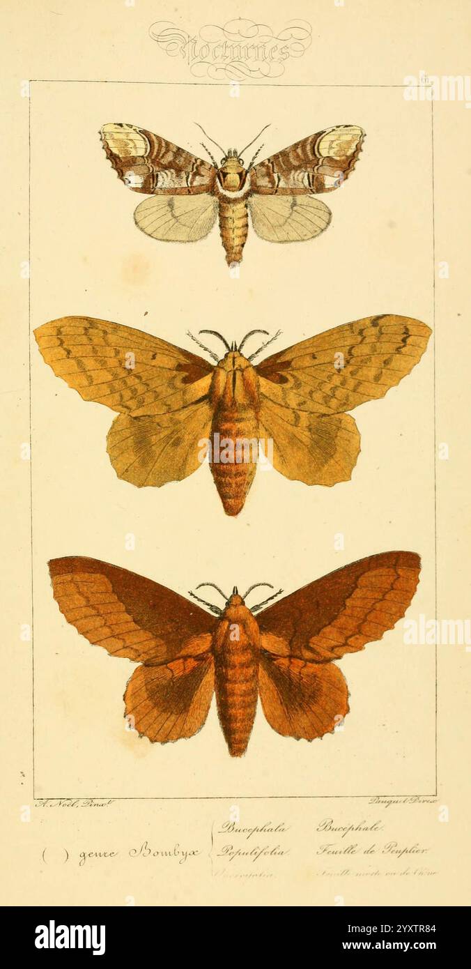 First moth showcases hi-res stock photography and images - Alamy