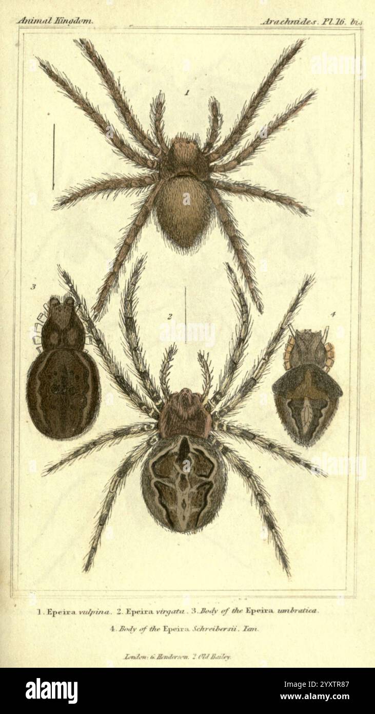 Epeira umbratica hi-res stock photography and images - Alamy