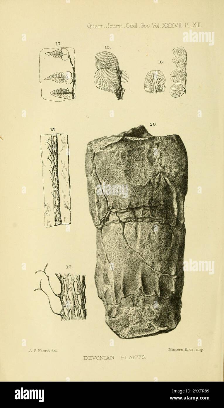 Fossilized plant stem hi-res stock photography and images - Alamy