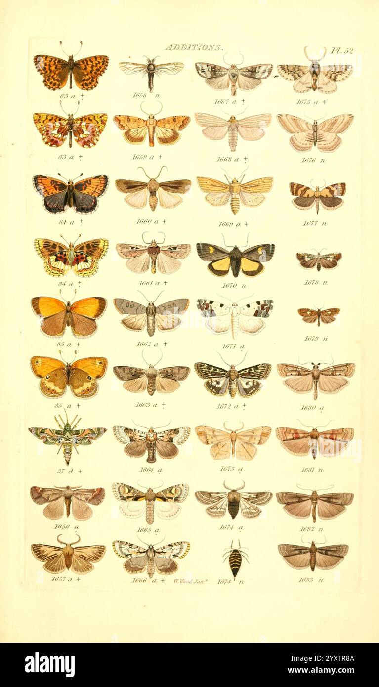 Earth toned moths hi-res stock photography and images - Alamy