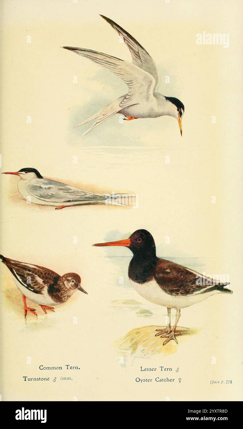 Turstone hi-res stock photography and images - Alamy