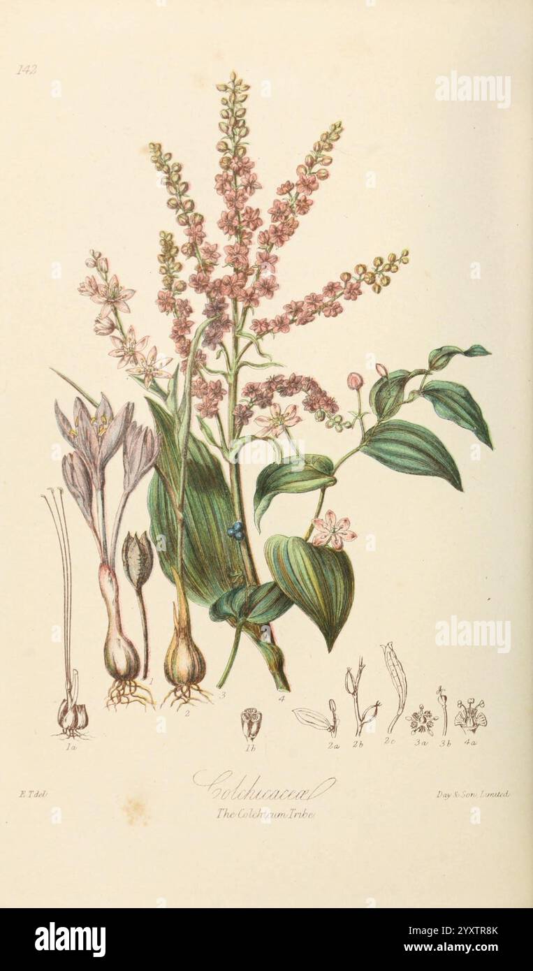 Illustrations of the natural orders of plants with groups and ...