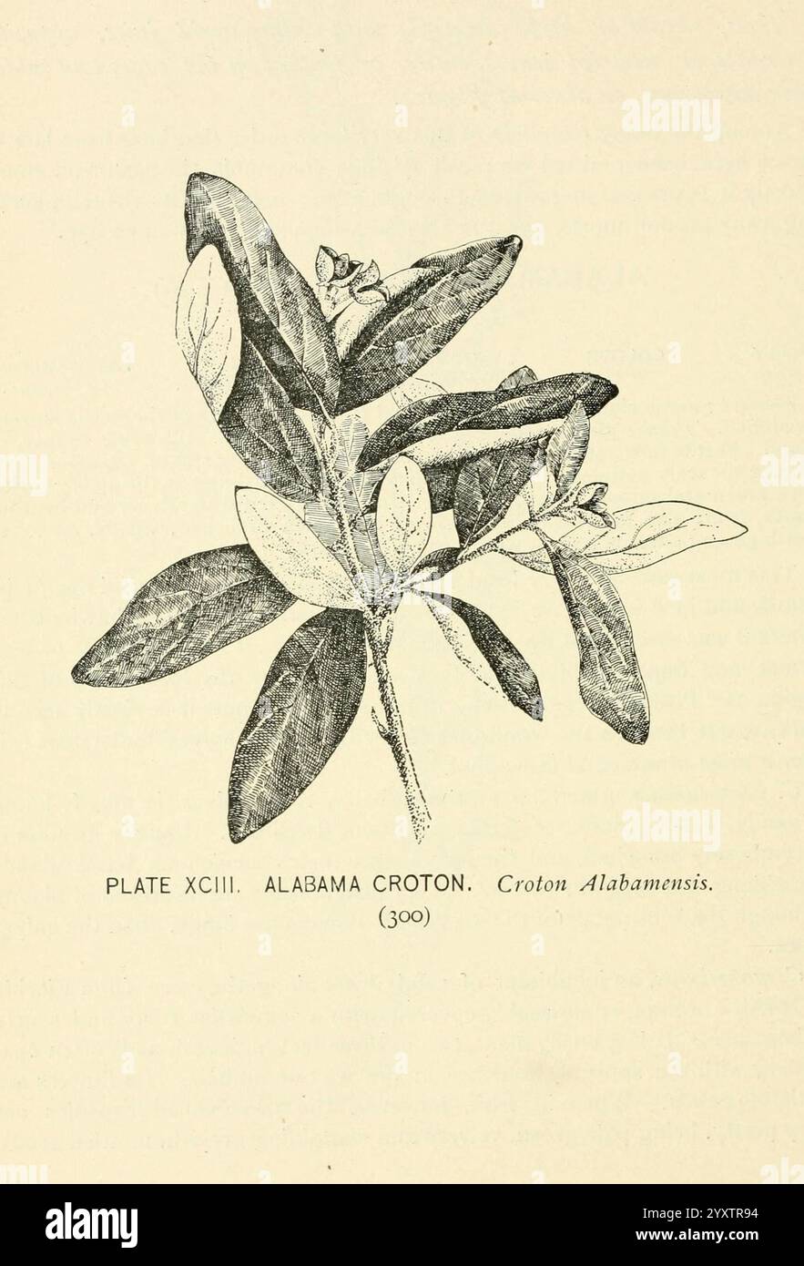 Southern, wild, flowers, and, trees, New York, Stokes, [1901], botany ...