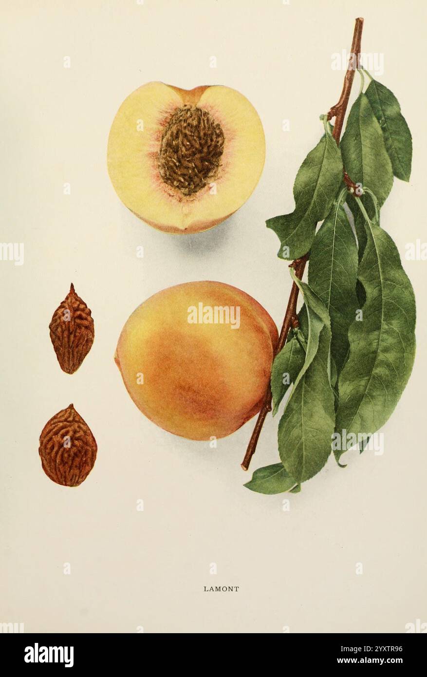 Two peach pits displayed hi-res stock photography and images - Alamy