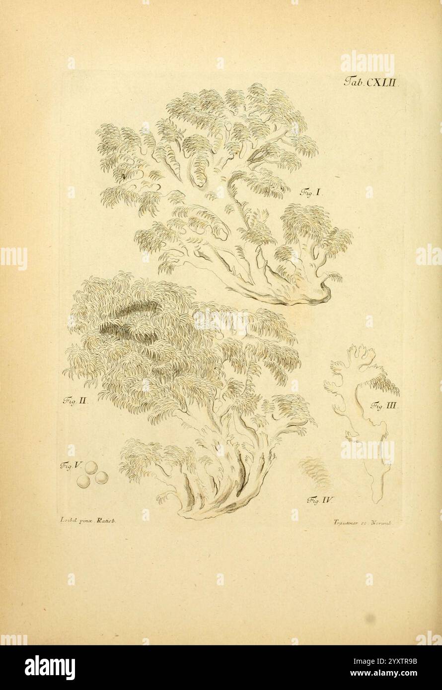 Section ii depicts hi-res stock photography and images - Alamy