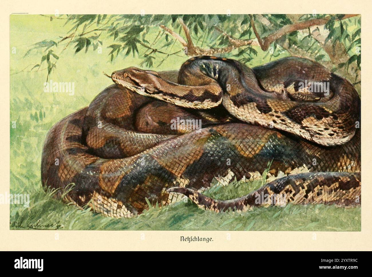 Snakes distinctive patterns hi-res stock photography and images - Alamy