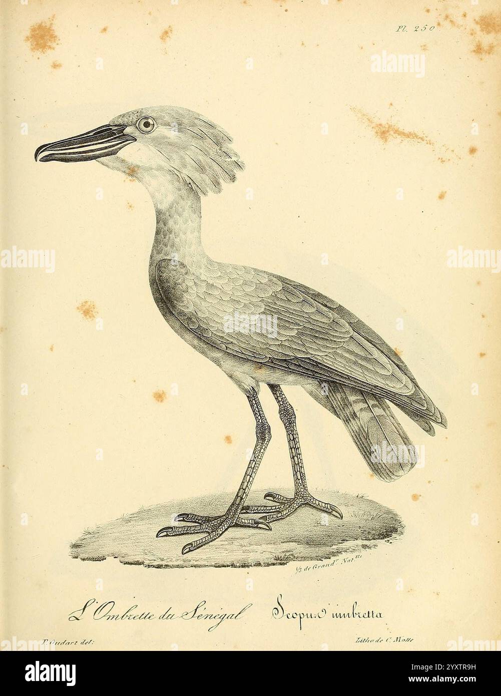 Large and flattened bill hi-res stock photography and images - Alamy