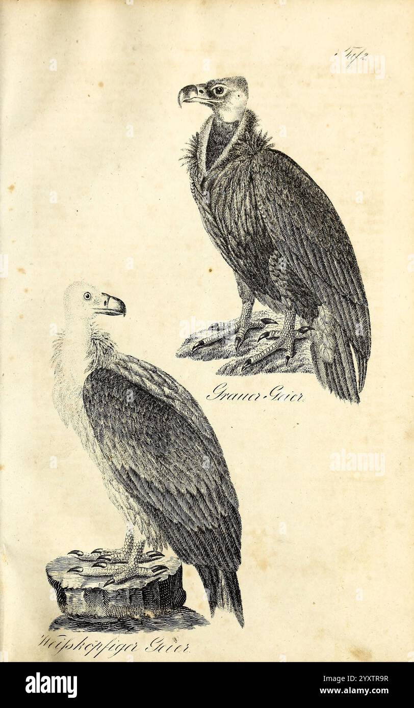 Vultures majestic stance hi-res stock photography and images - Alamy