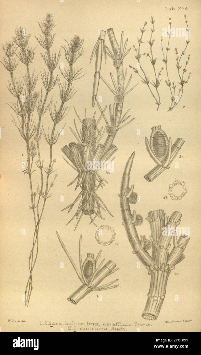 Reproductive parts labeled hi-res stock photography and images - Alamy