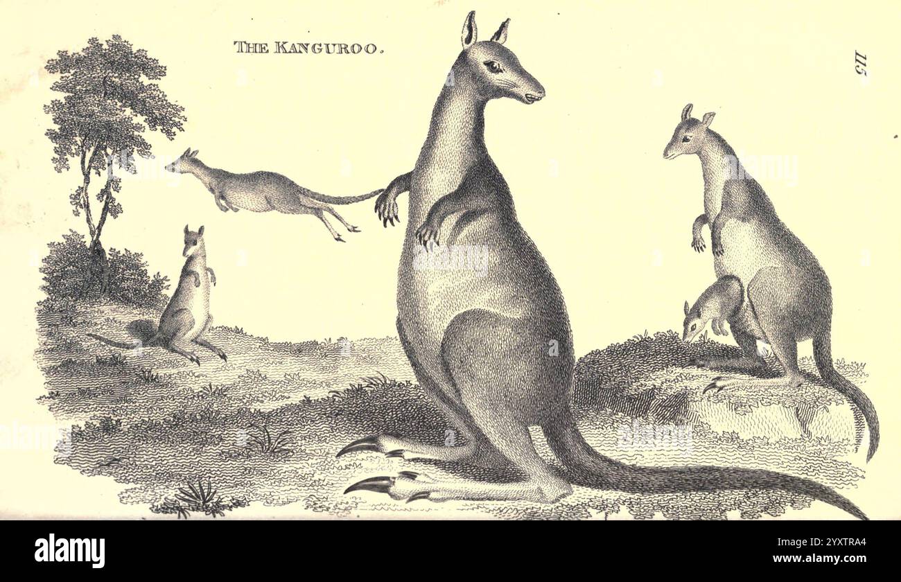 Large kangaroo stands upright hi-res stock photography and images - Alamy