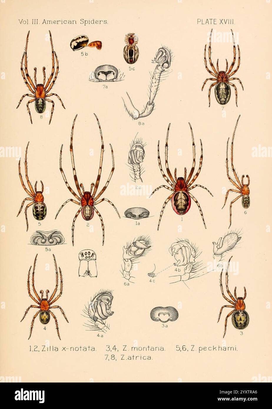 American, spiders, spinning, work, V, 3, Academy of Natural Sciences of ...