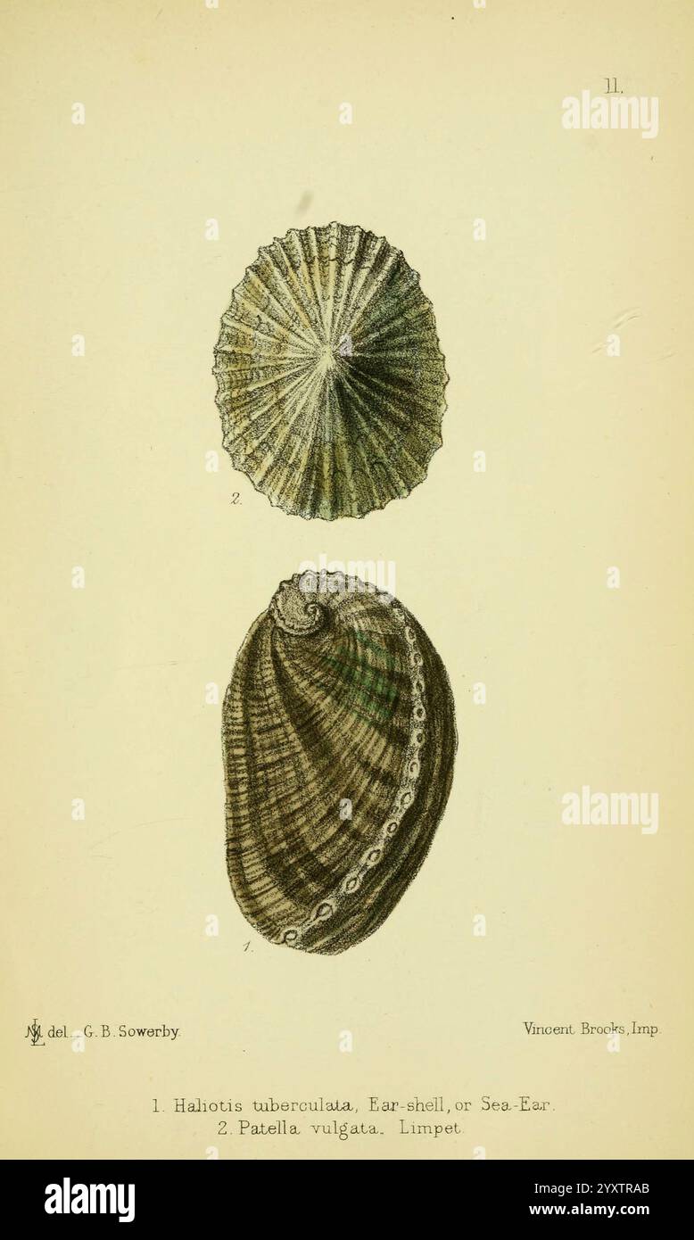 The edible Mollusca of Great Britain and Ireland London, L. Reeve & Co ...